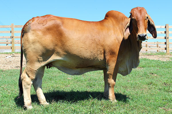 Herd - TCC Farms